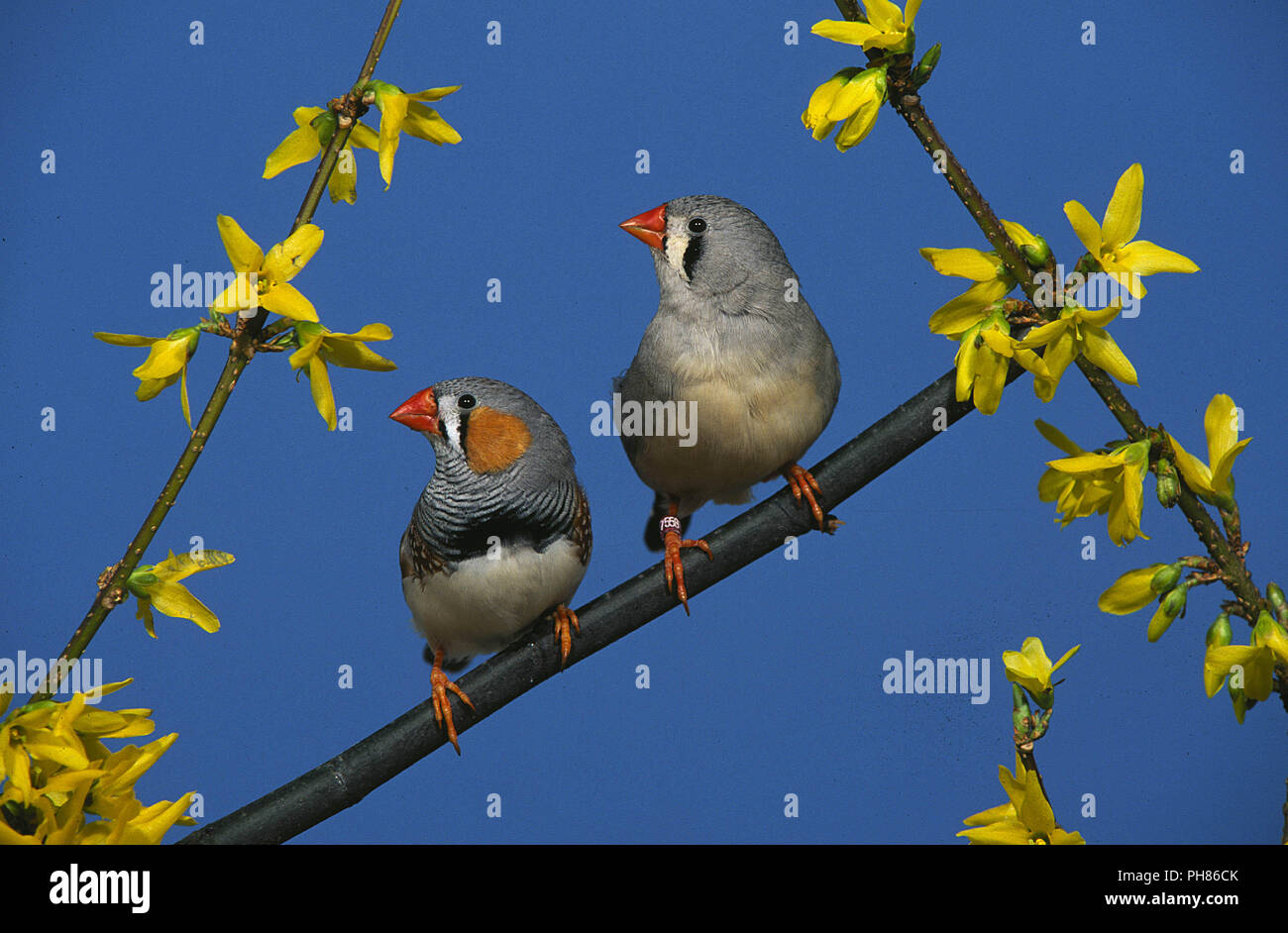 Zebrafinch hi-res stock photography and images - Alamy