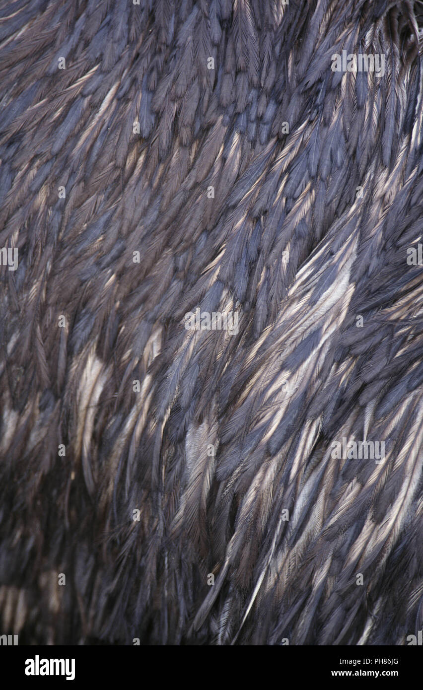 Spotted emus hi-res stock photography and images - Alamy