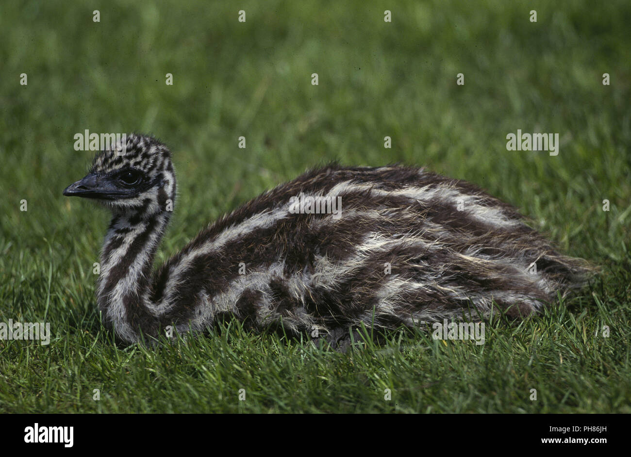 Spotted emus hi-res stock photography and images - Alamy