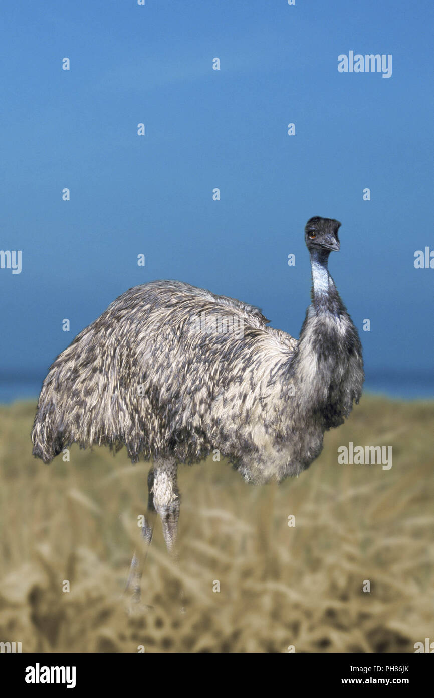 Spotted emus hi-res stock photography and images - Alamy