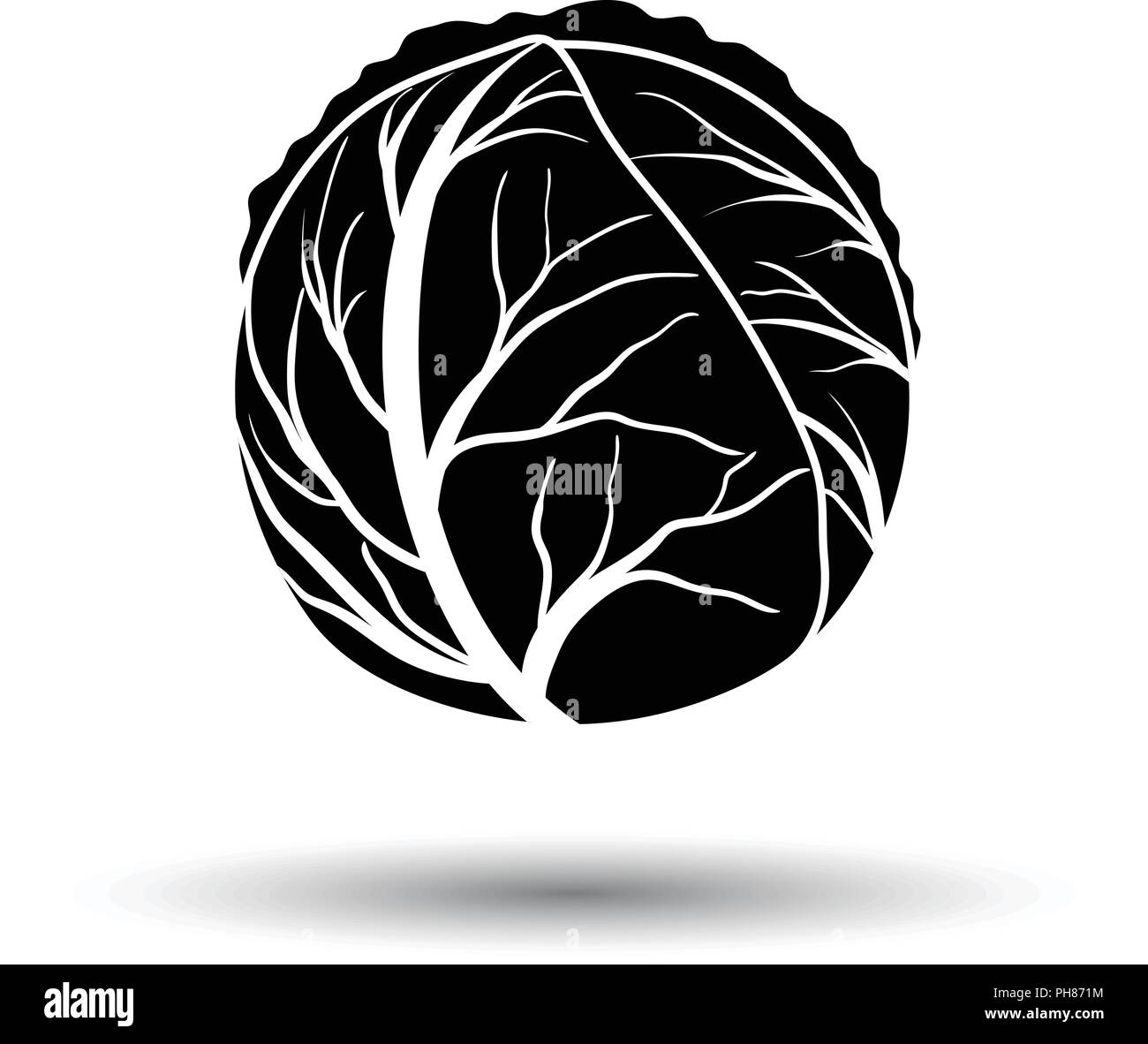 Cabbage icon. White background with shadow design. Vector illustration ...