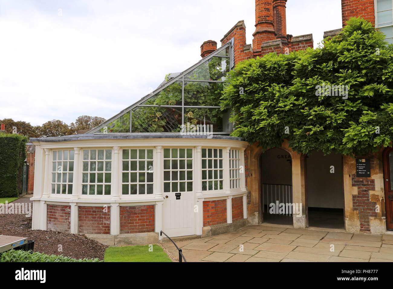 Great Vine celebrates its 250th year (planted 1768), Hampton Court ...