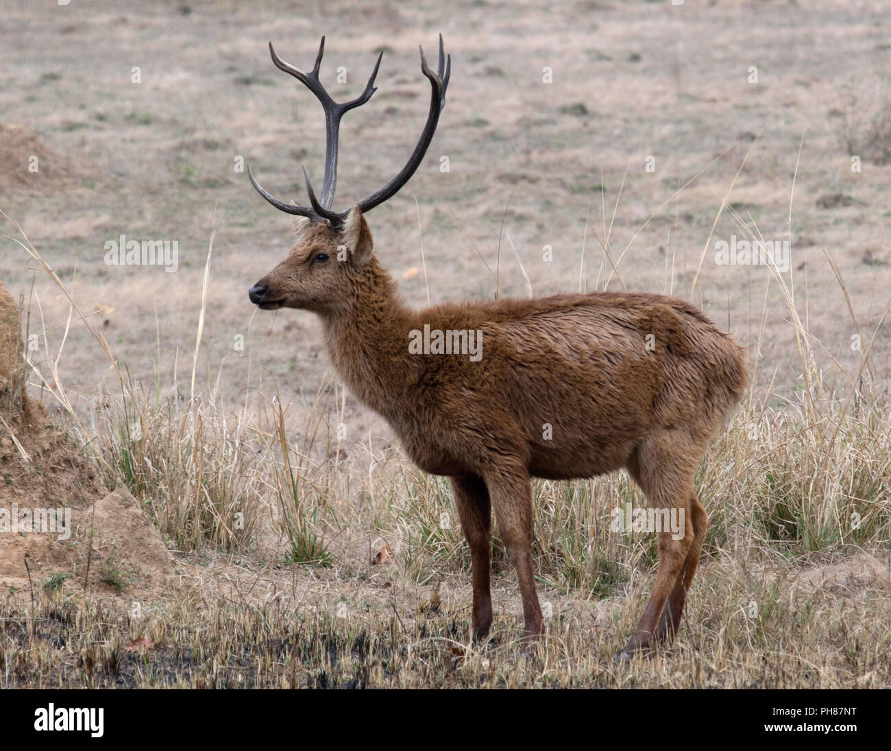 Barasingha Deer