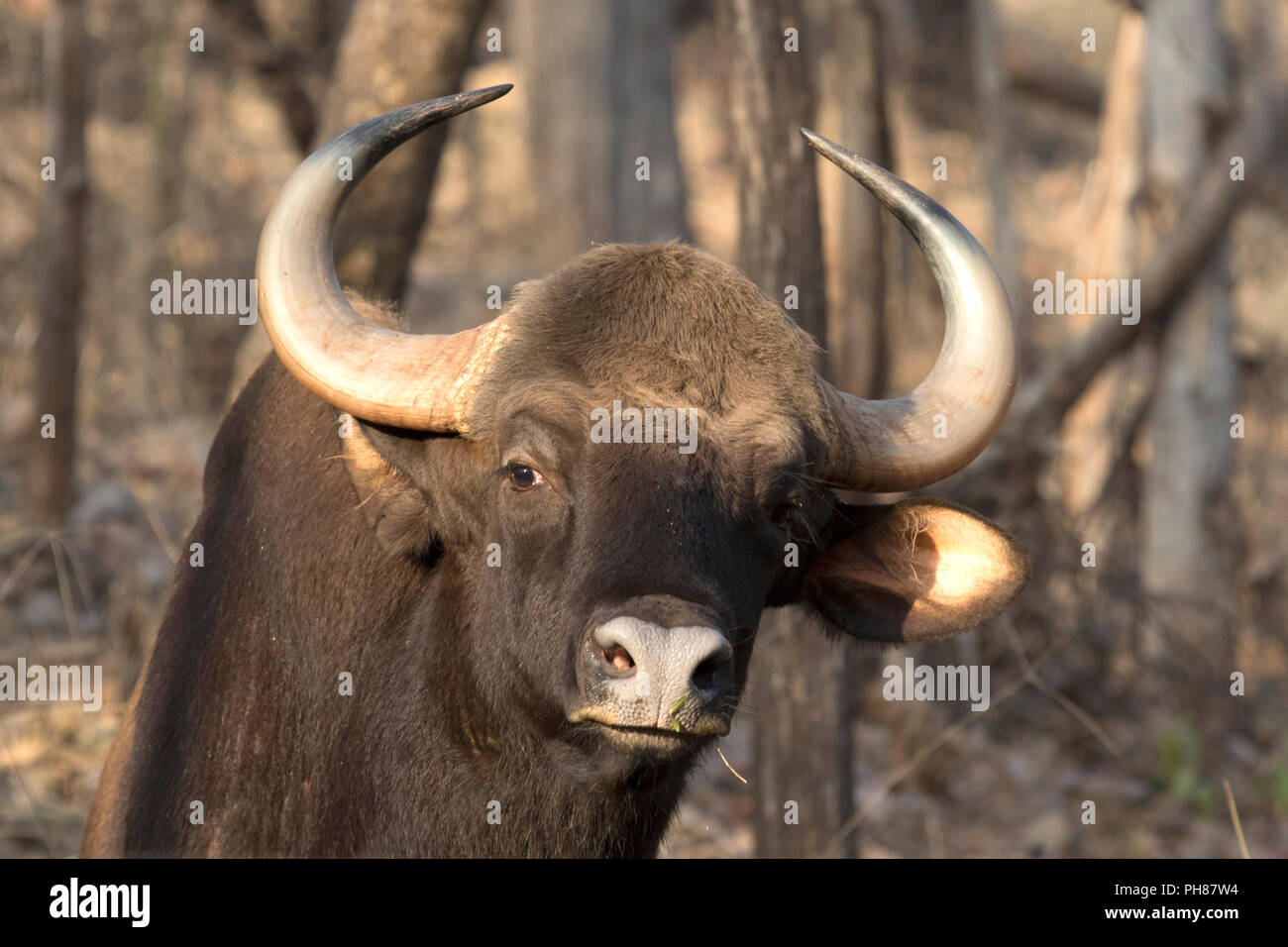 Indian wild wildlife india hi-res stock photography and images - Alamy