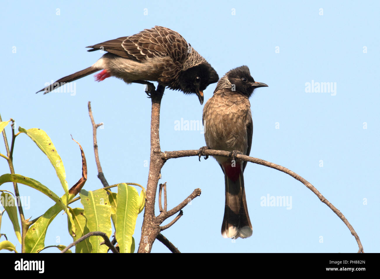 Red-vented bulbuls in India Stock Photo - Alamy