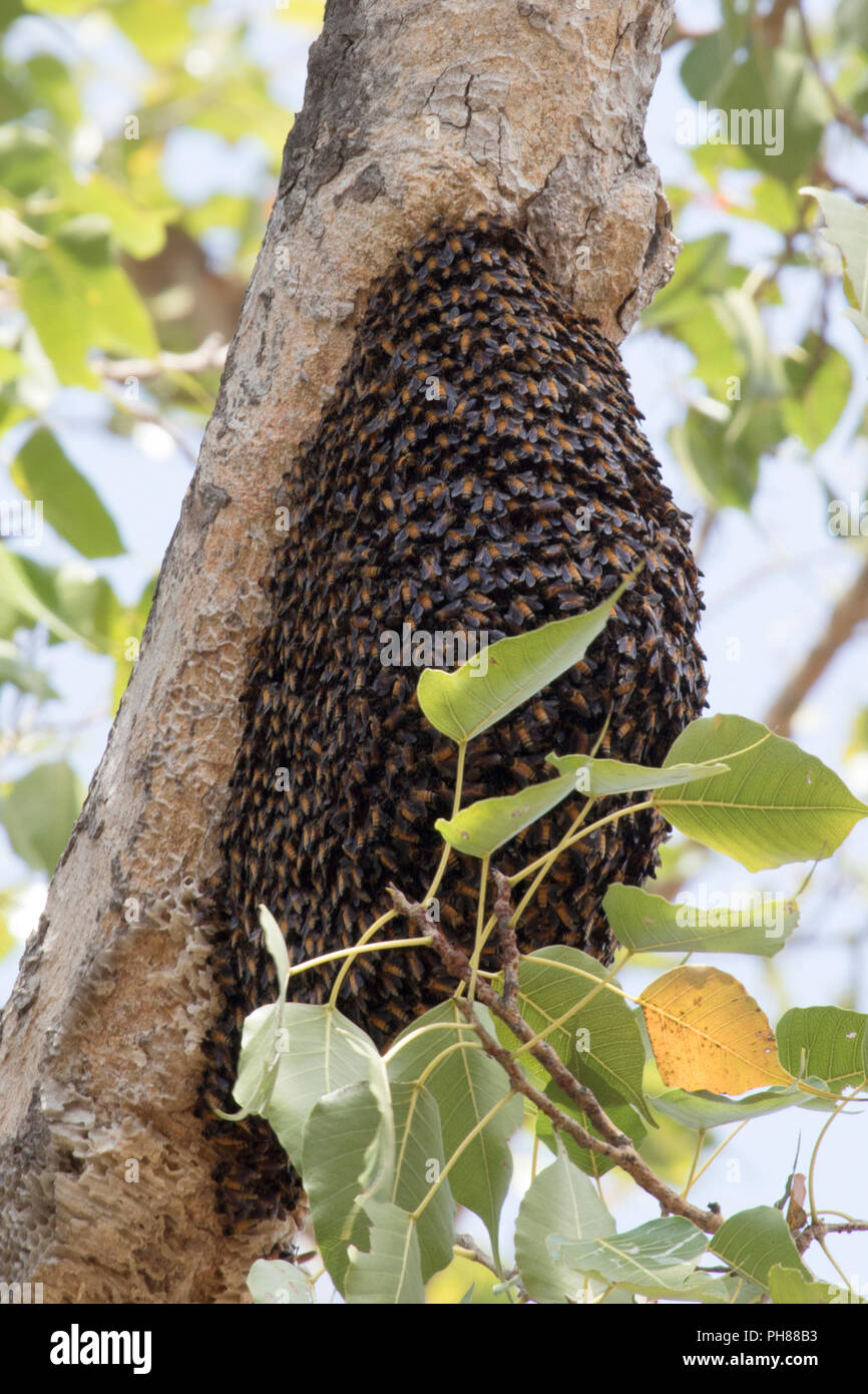 Wild bees in India Stock Photo - Alamy
