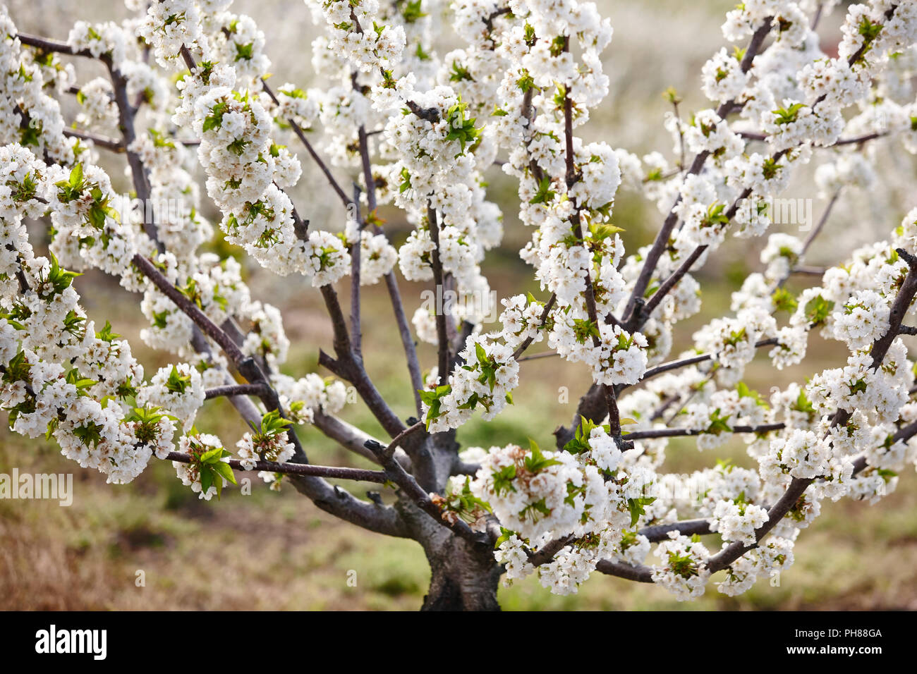 Cherry blossom in Jerte Valley, Caceres. Spring in Spain. Seasonal ...