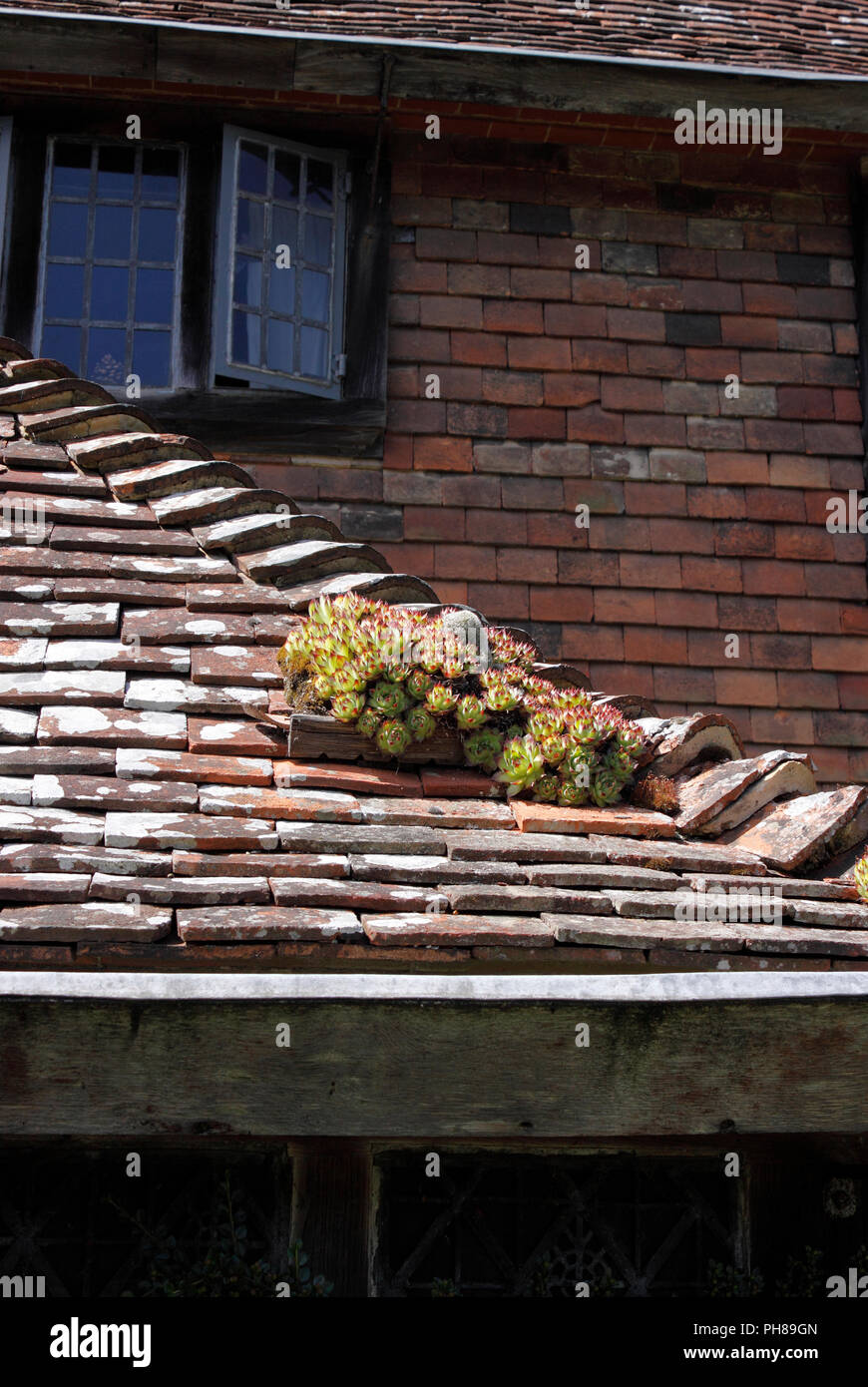 Growing on roof tiles hi-res stock photography and images - Alamy