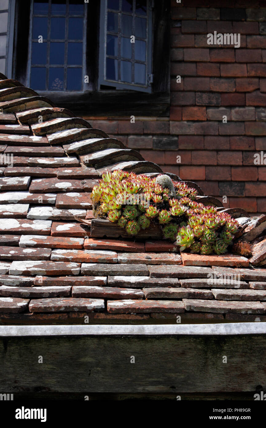 Growing on roof tiles hi-res stock photography and images - Alamy