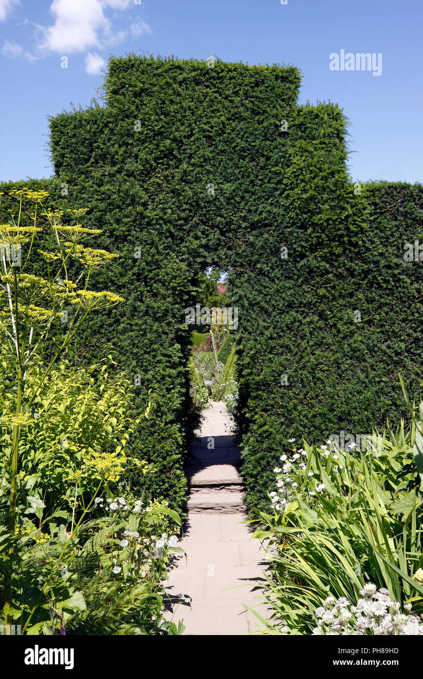 Yew topiary taxus baccata hi-res stock photography and images - Alamy