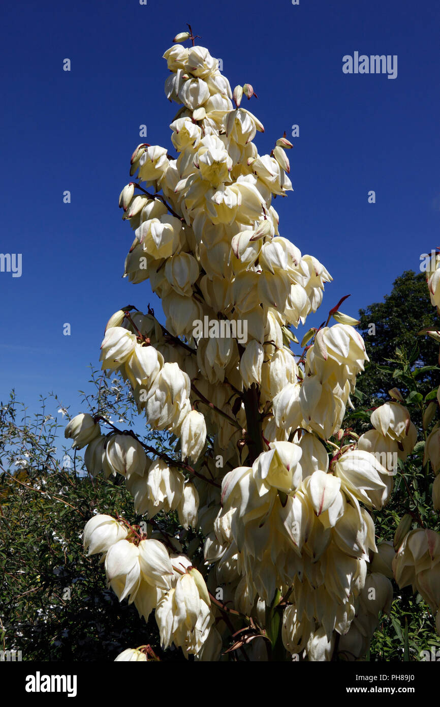 Yucca flowers hi-res stock photography and images - Alamy