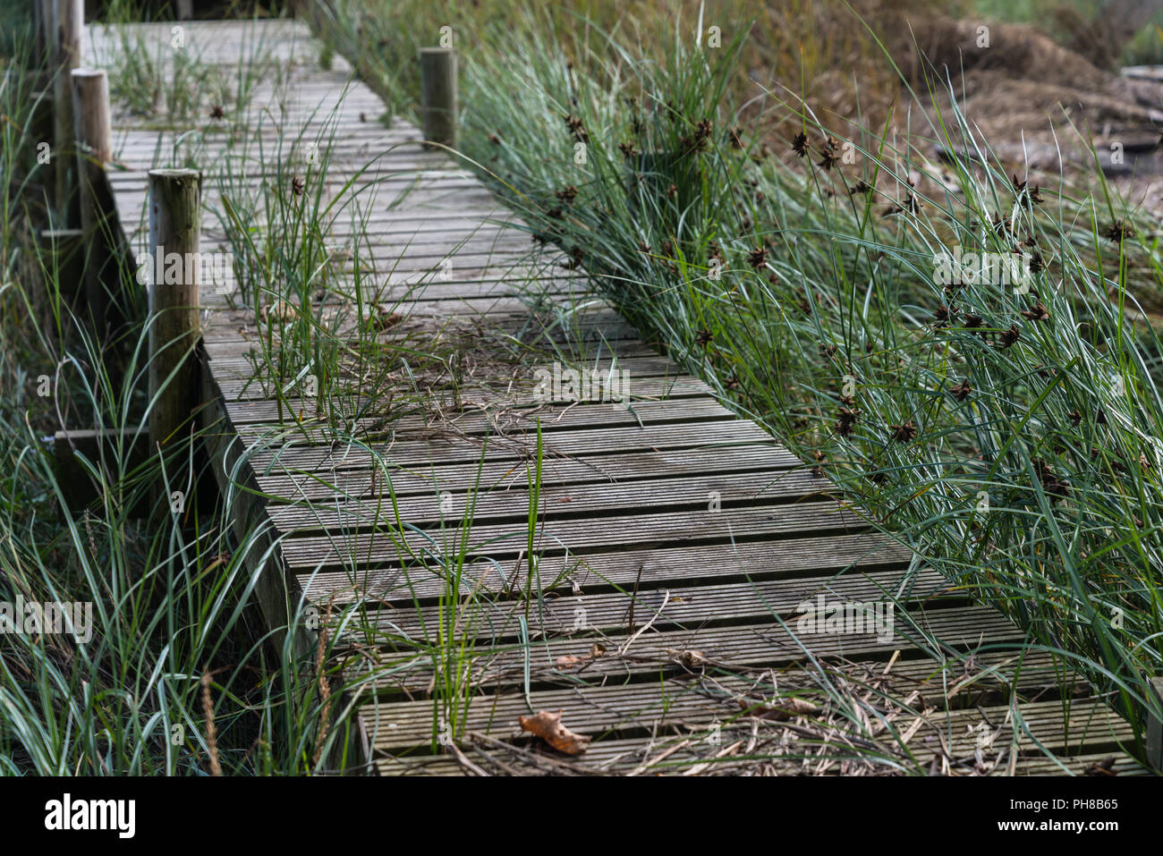 Rustic homemade wooden jetty giving safe access to the mooring point ...