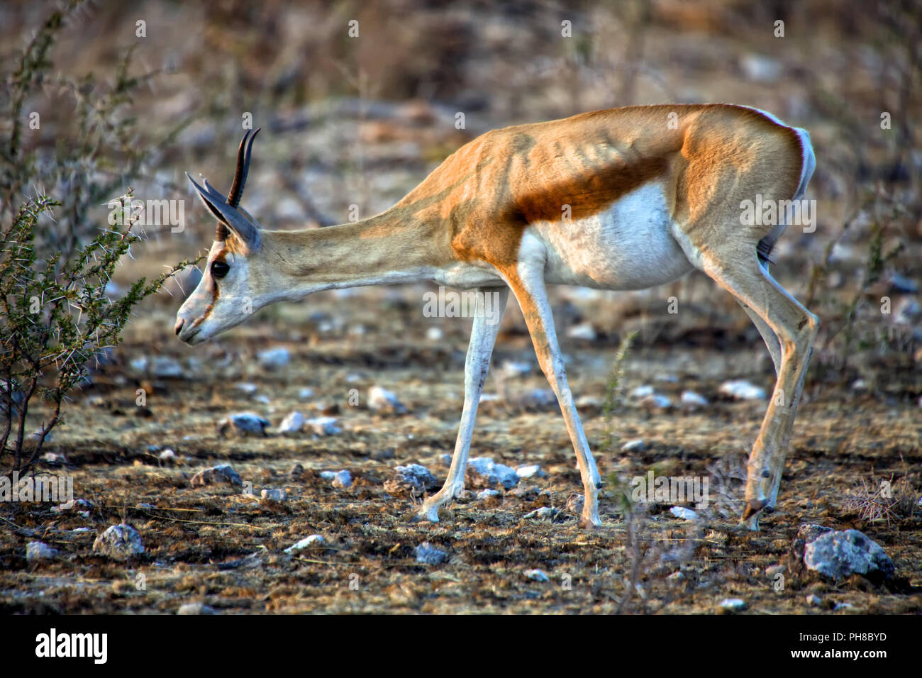 a sprinbok in Etosha National Park Namibia Stock Photo - Alamy