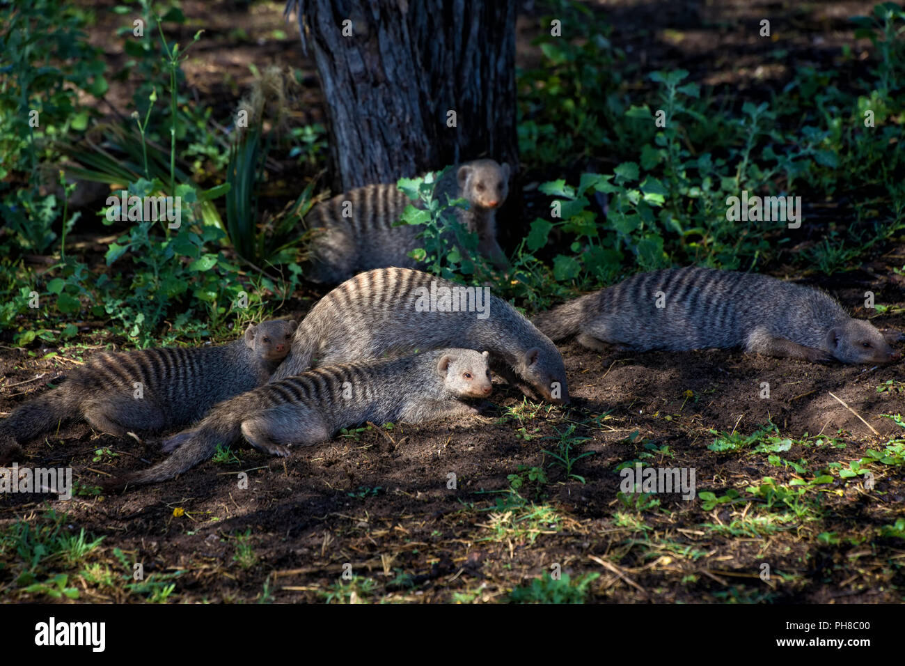 Banded mongoose water hi-res stock photography and images - Alamy