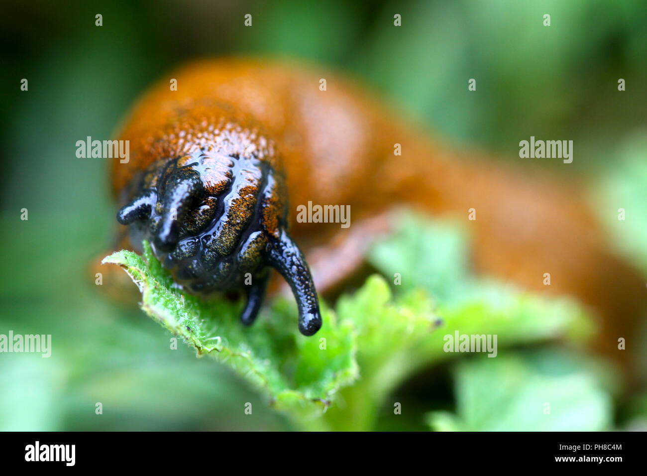 Red snail hi-res stock photography and images - Alamy