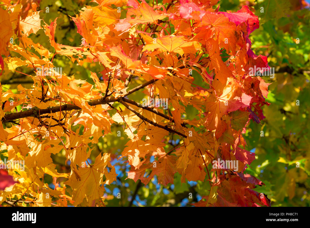 Cheerful autumn background design with tree branches full of green, red ...