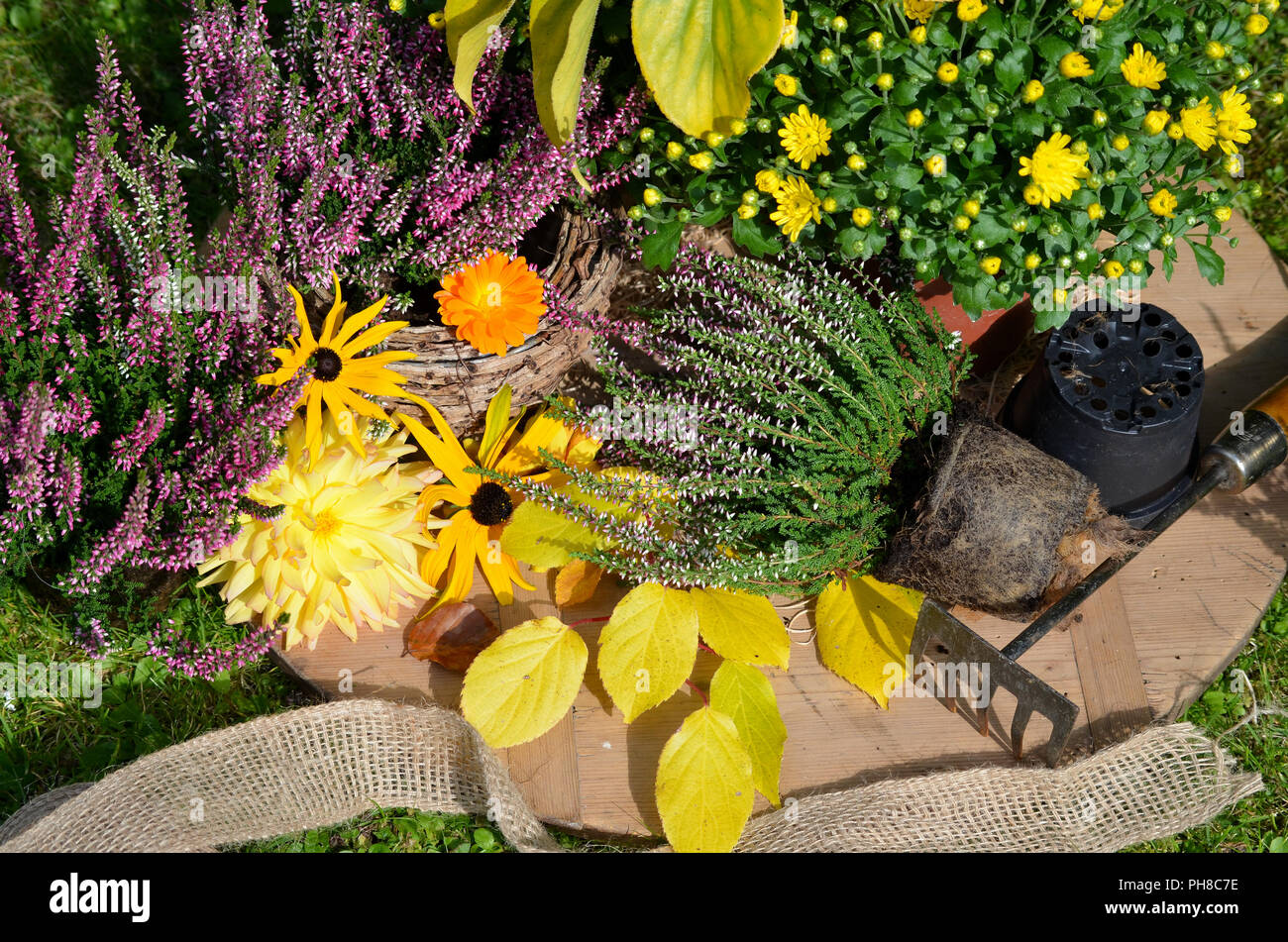 Autumn plants garden tool Stock Photo - Alamy
