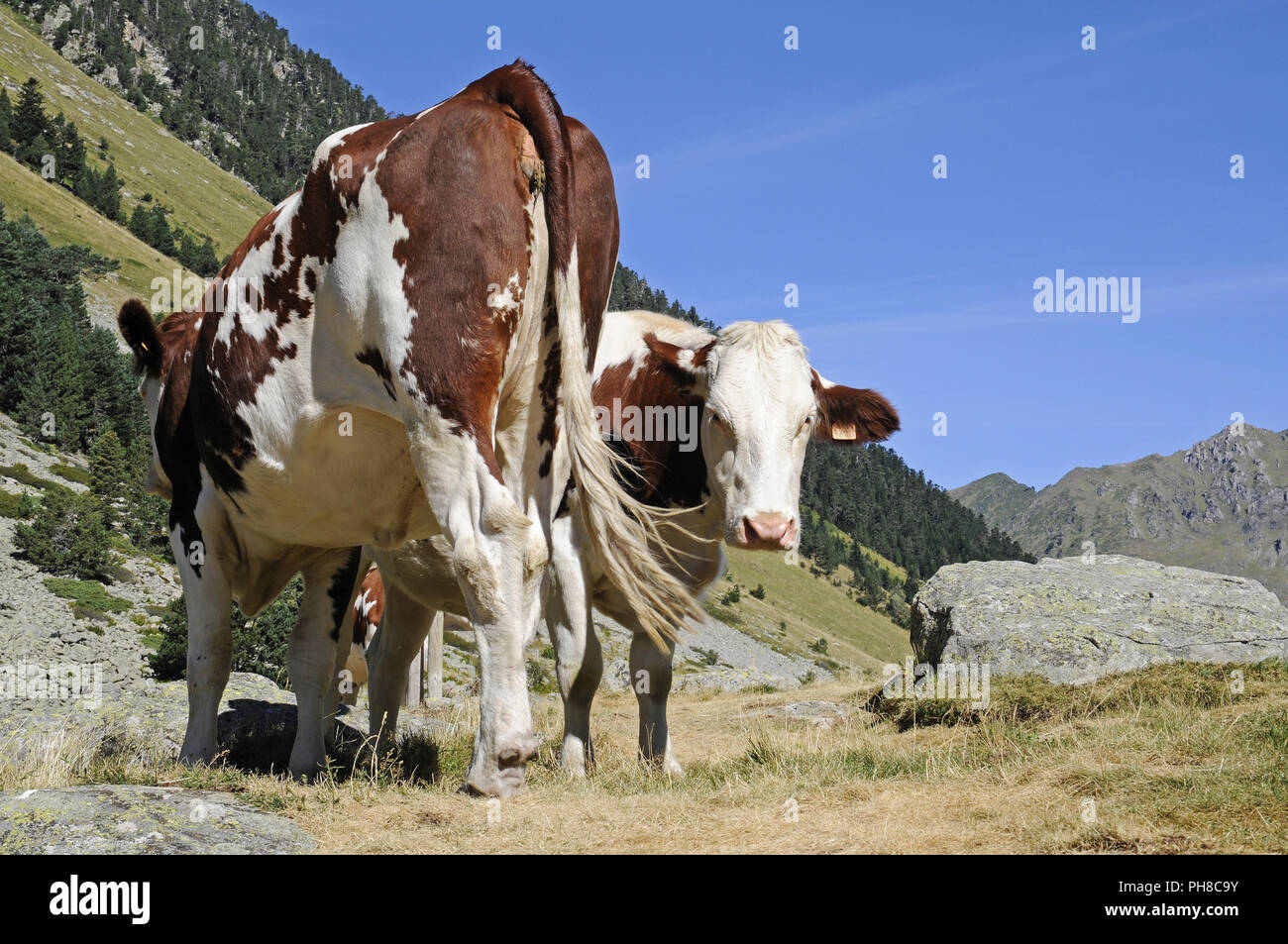 Midi pyrenees farm hi-res stock photography and images - Alamy