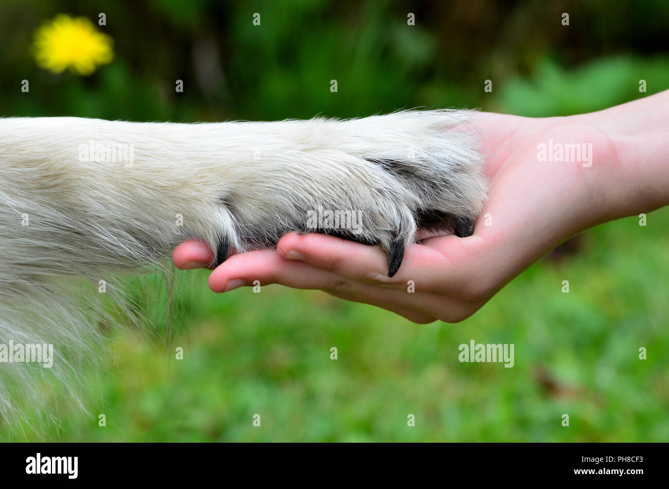 Hand paw friendship Stock Photo - Alamy