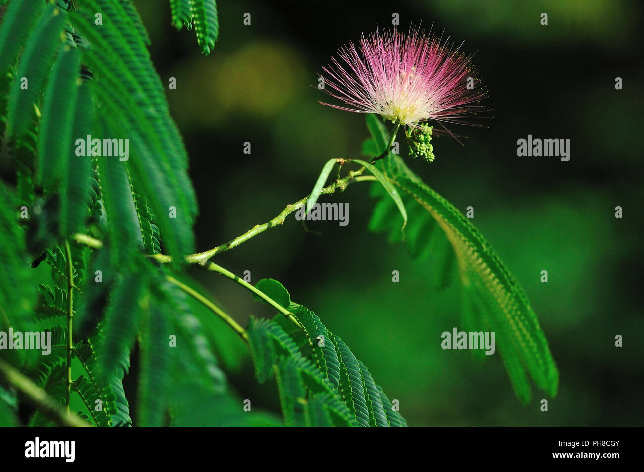 Tree with silk hi-res stock photography and images - Alamy