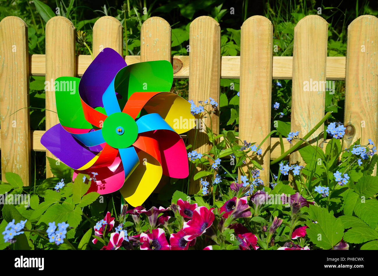 Pinwheel flowers hi-res stock photography and images - Alamy