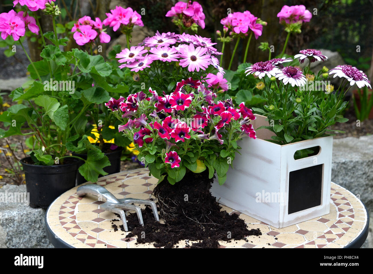 Spring in the cottage garden hi-res stock photography and images - Alamy