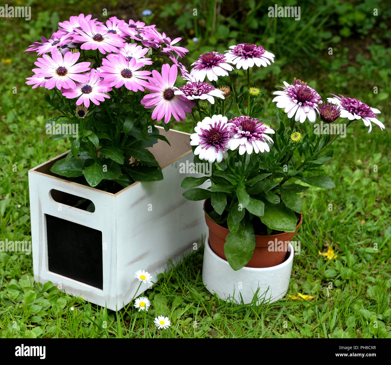 Flowers plants in garden hi-res stock photography and images - Alamy
