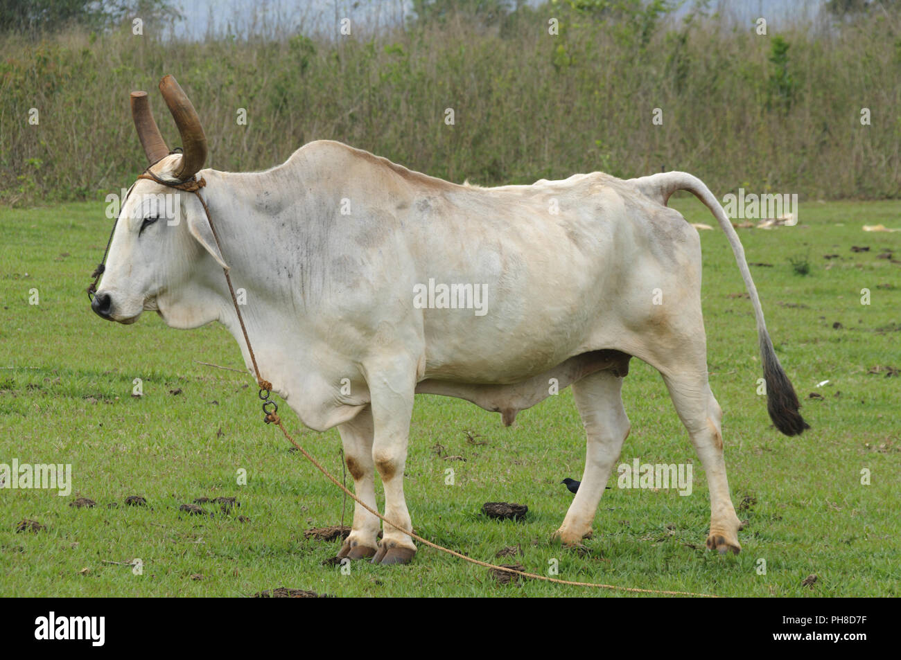 Cebu cattle hi-res stock photography and images - Alamy