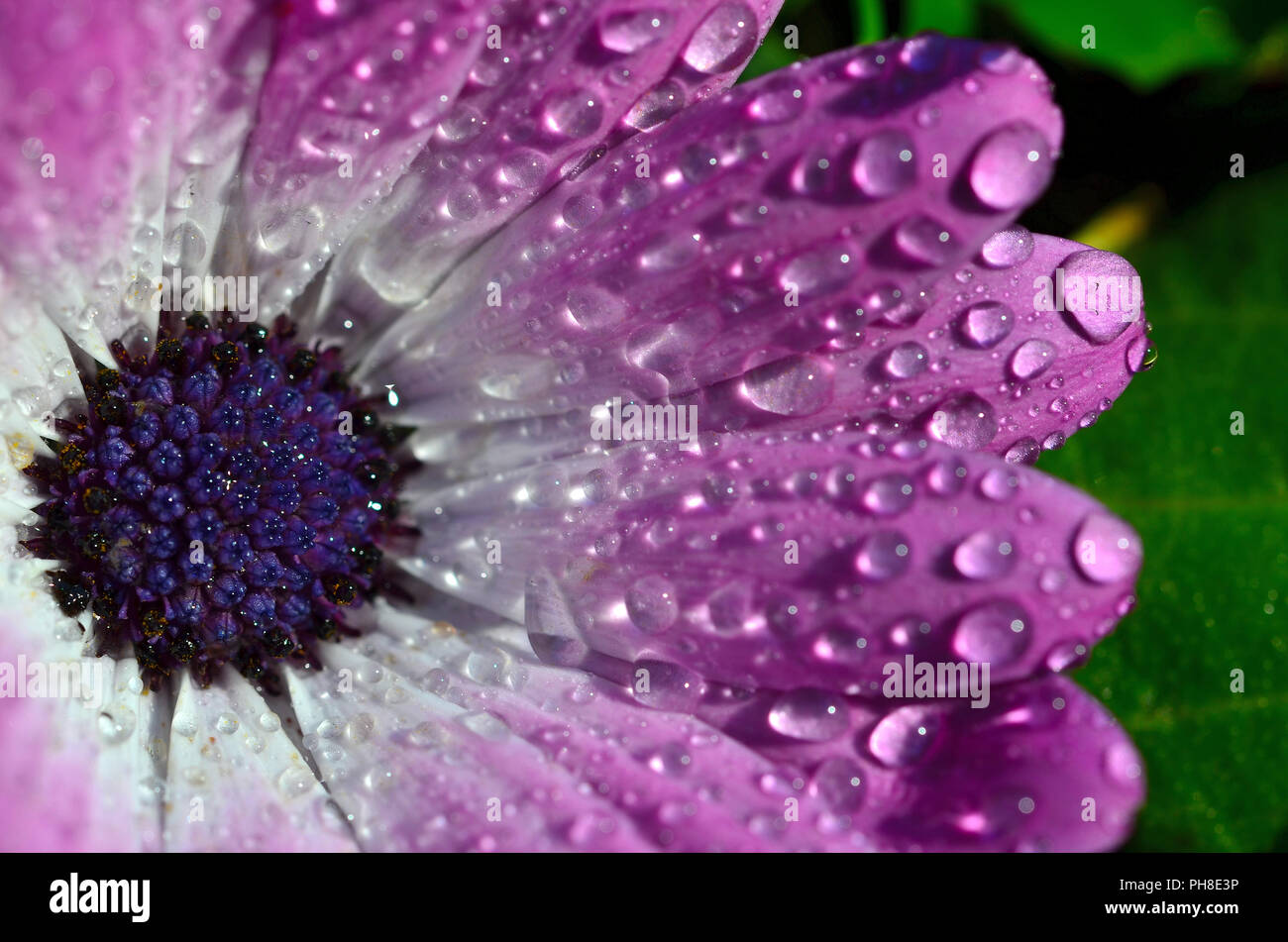 Flower with water drops rain Stock Photo - Alamy