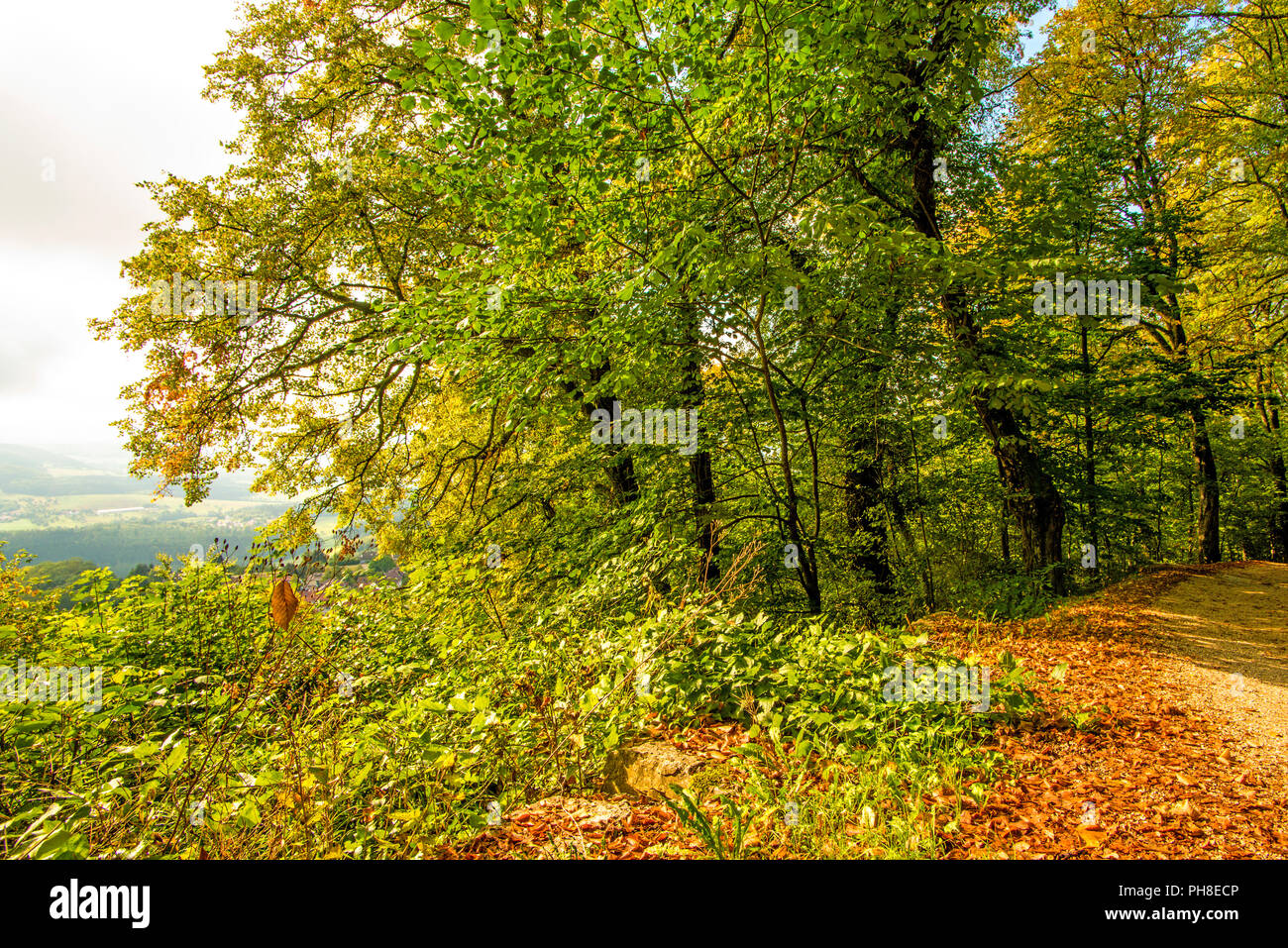 Forest in autumn with way Stock Photo - Alamy