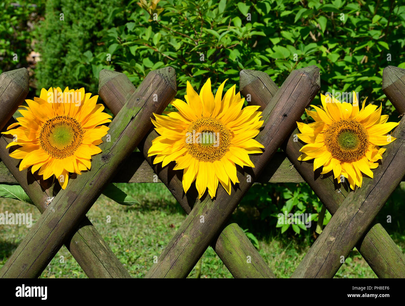Garden sunflower hi-res stock photography and images - Alamy