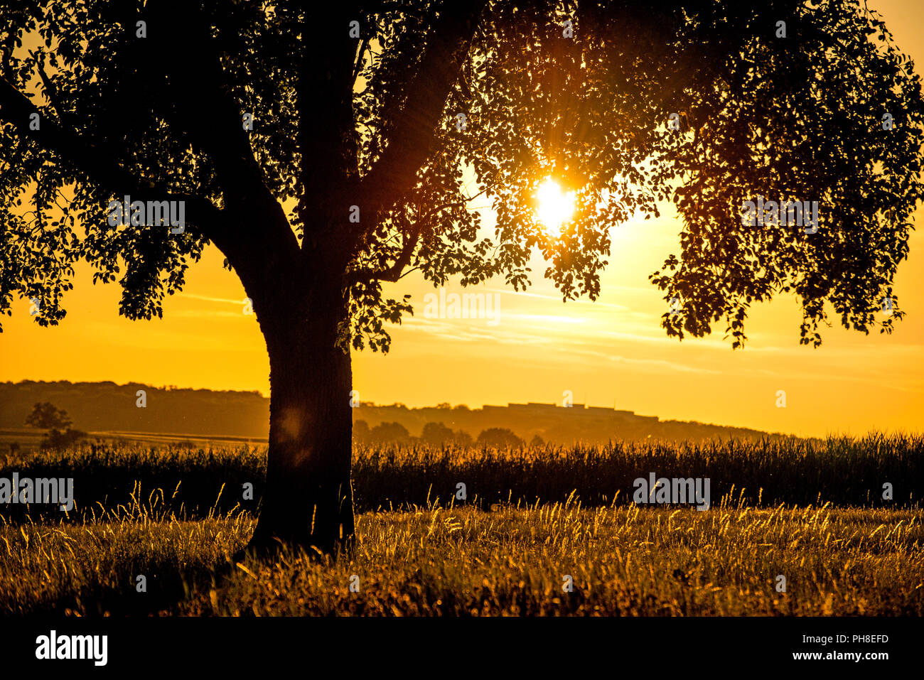 sunset in summertime with tree Stock Photo - Alamy