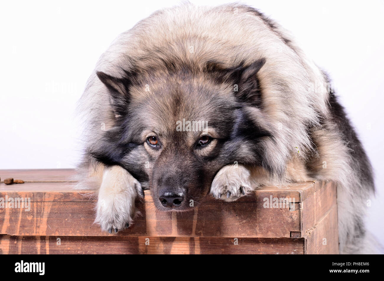 Dog chest hi-res stock photography and images - Alamy