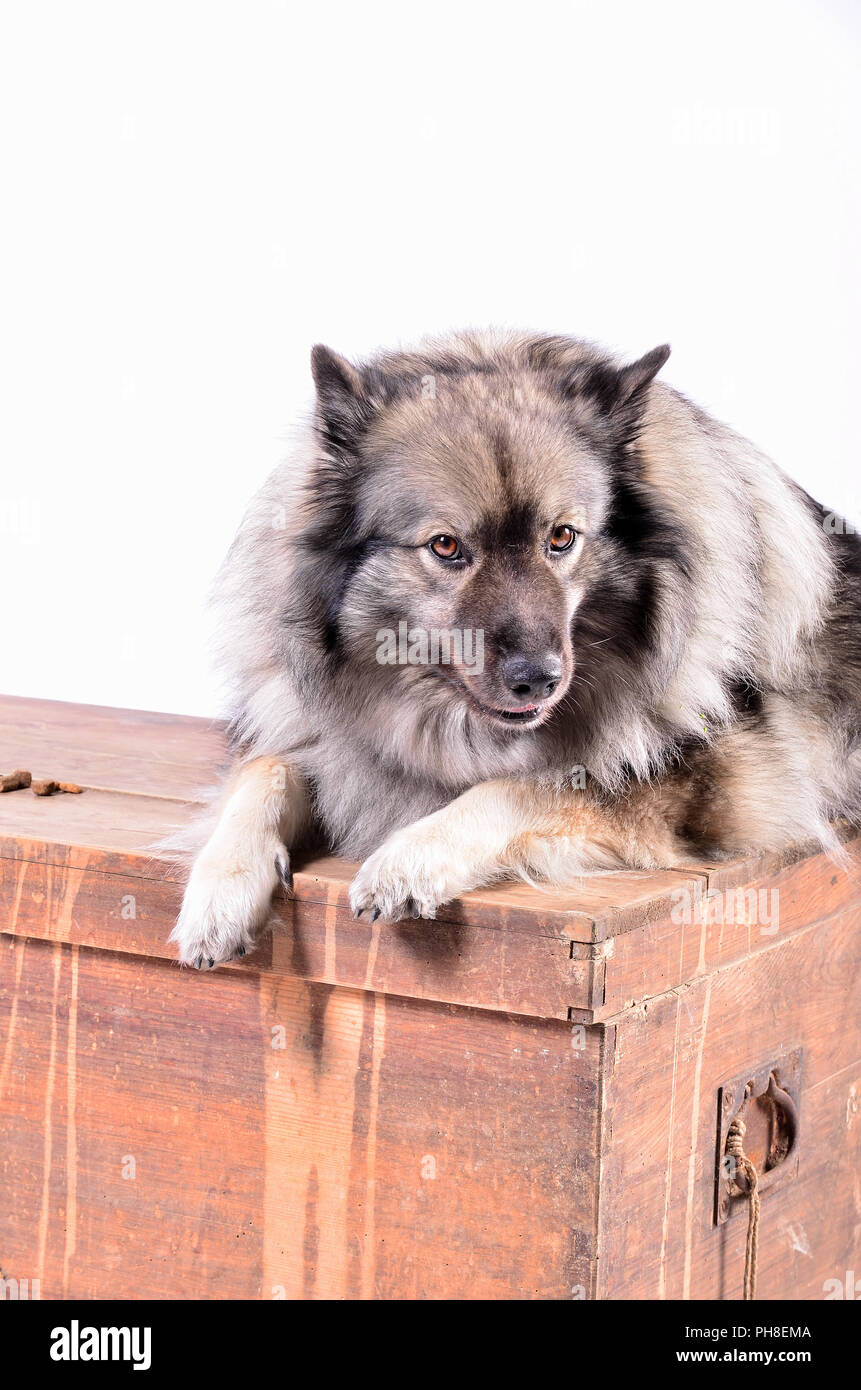 Funny photo of dog hi-res stock photography and images - Alamy