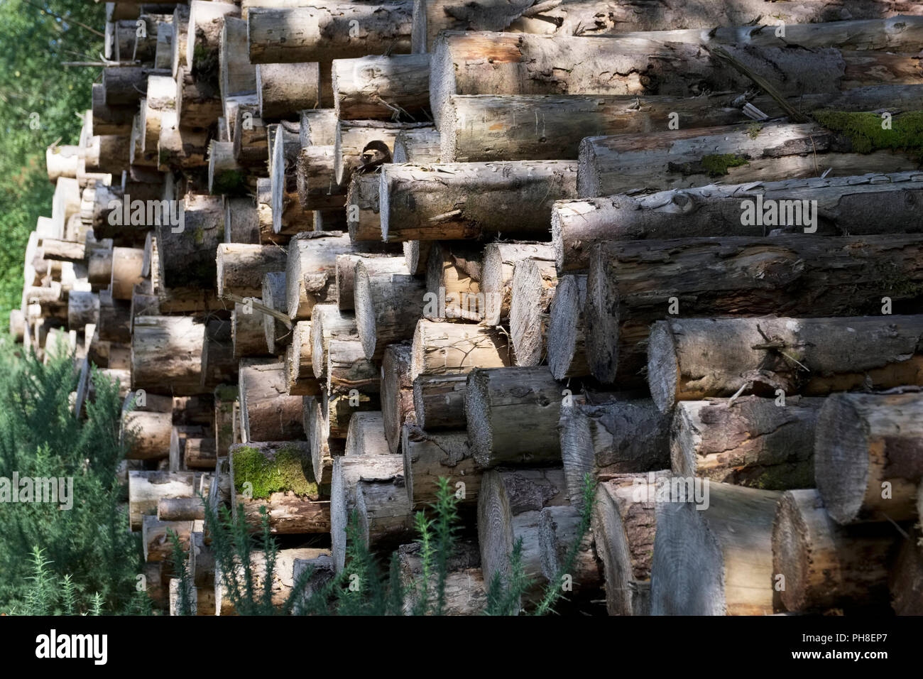 Stacked chopped wood logs in woodlands forest Stock Photo - Alamy