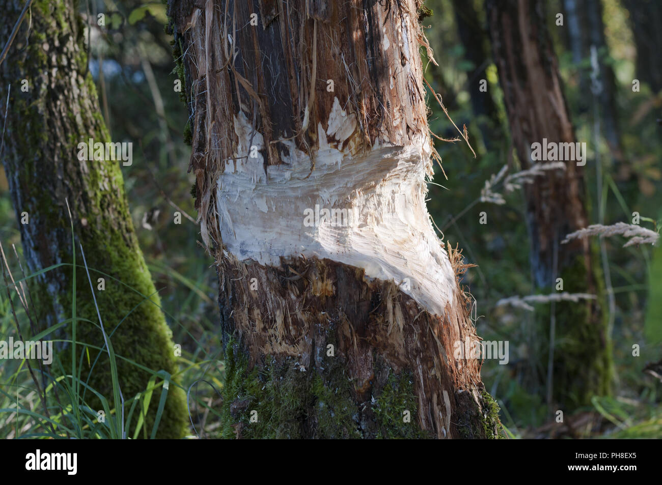 Beaver lumber hi-res stock photography and images - Alamy