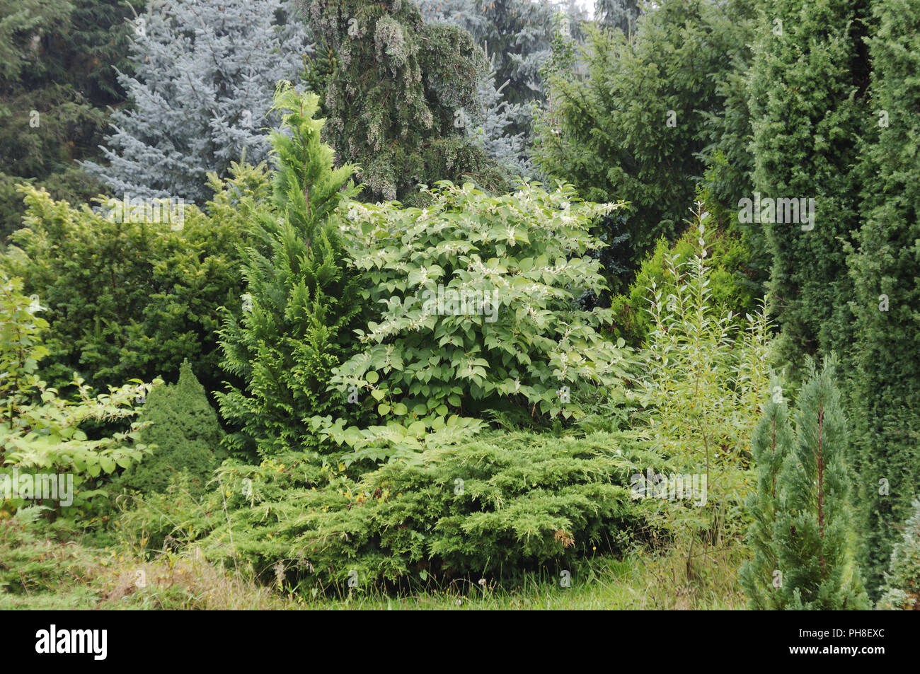 Coniferous tree as backgrounds in the ornamental garden Stock Photo - Alamy