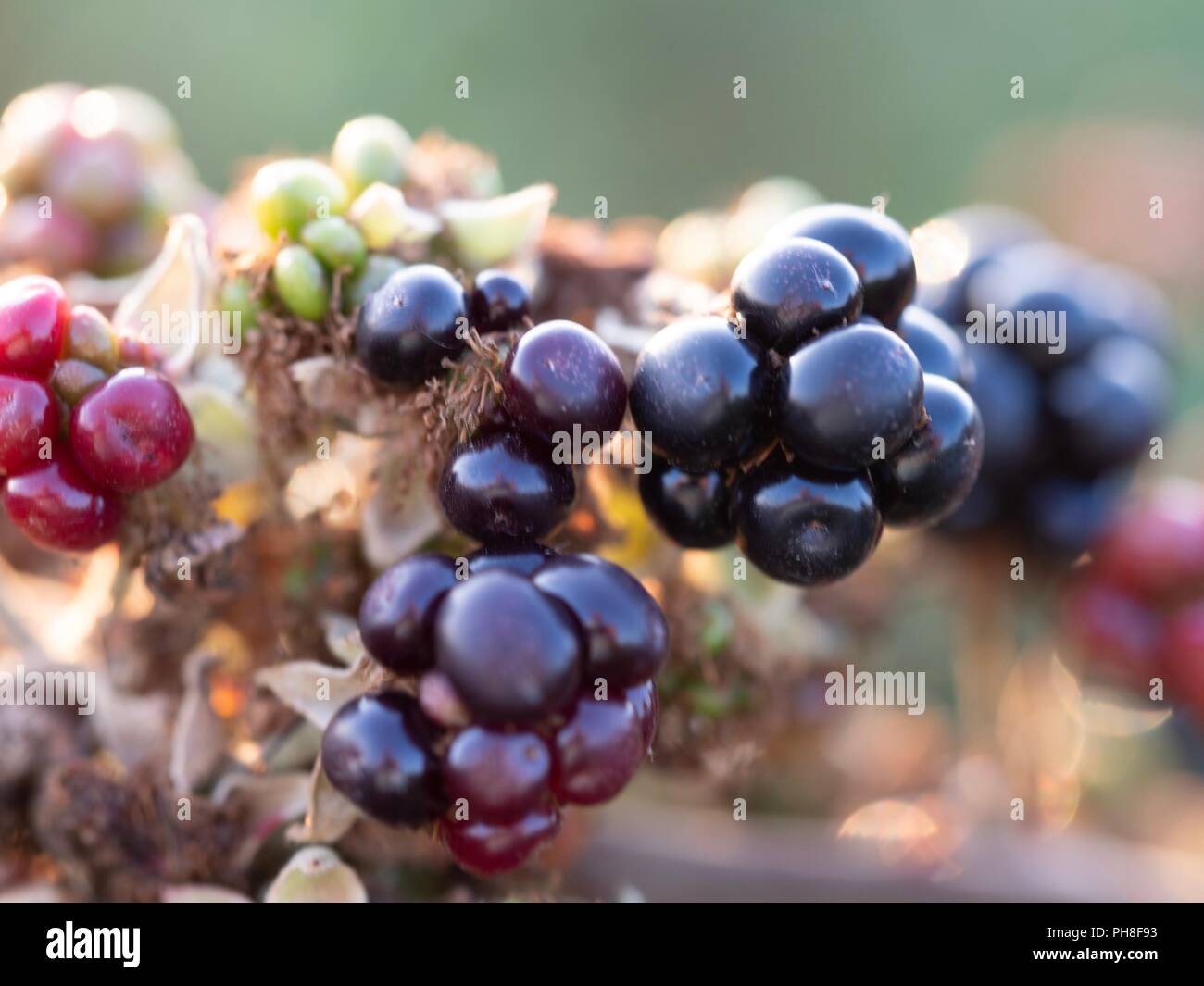 Bokeh fruit hi-res stock photography and images - Alamy