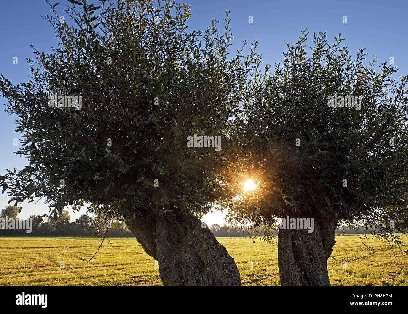 Willow rees hi-res stock photography and images - Alamy