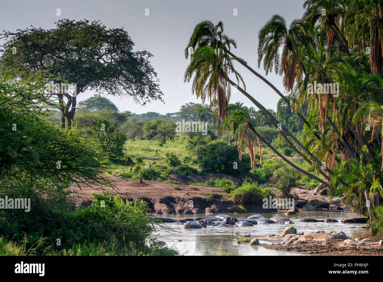 Beautiful Savanna Landscape African Savanna Landscape With Giraffe And