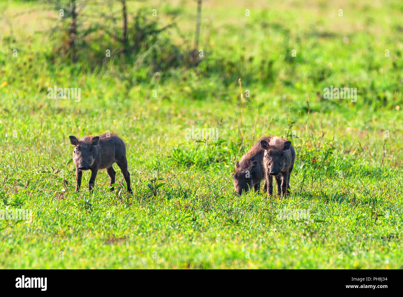 Three little baby warthogs or Phacochoerus africanus in Ngorongoro ...