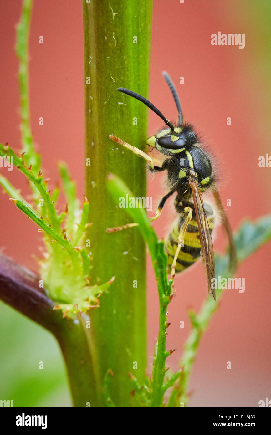 Anaphylactic shock hi-res stock photography and images - Alamy