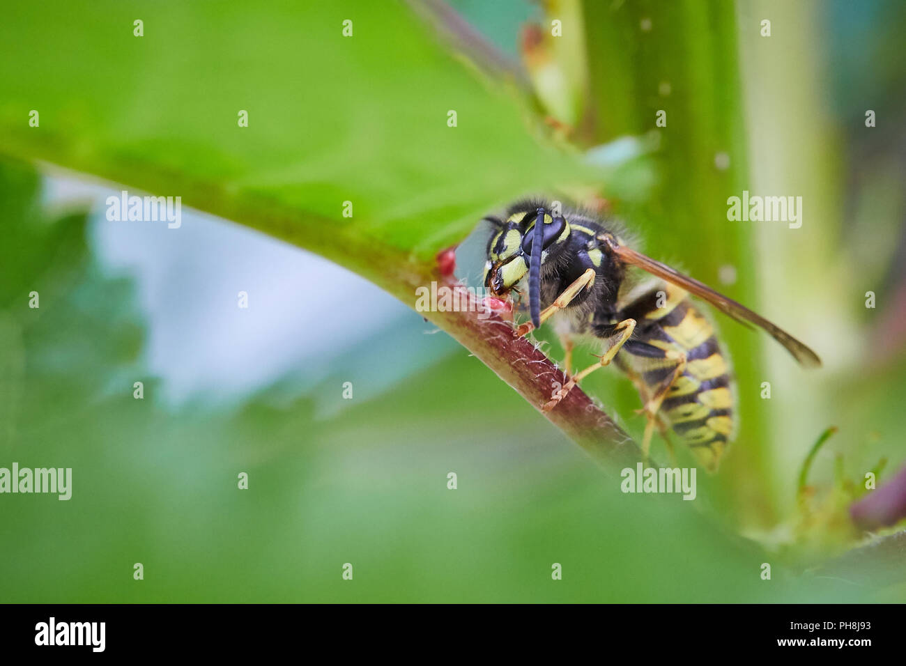 Anaphylactic shock hi-res stock photography and images - Alamy