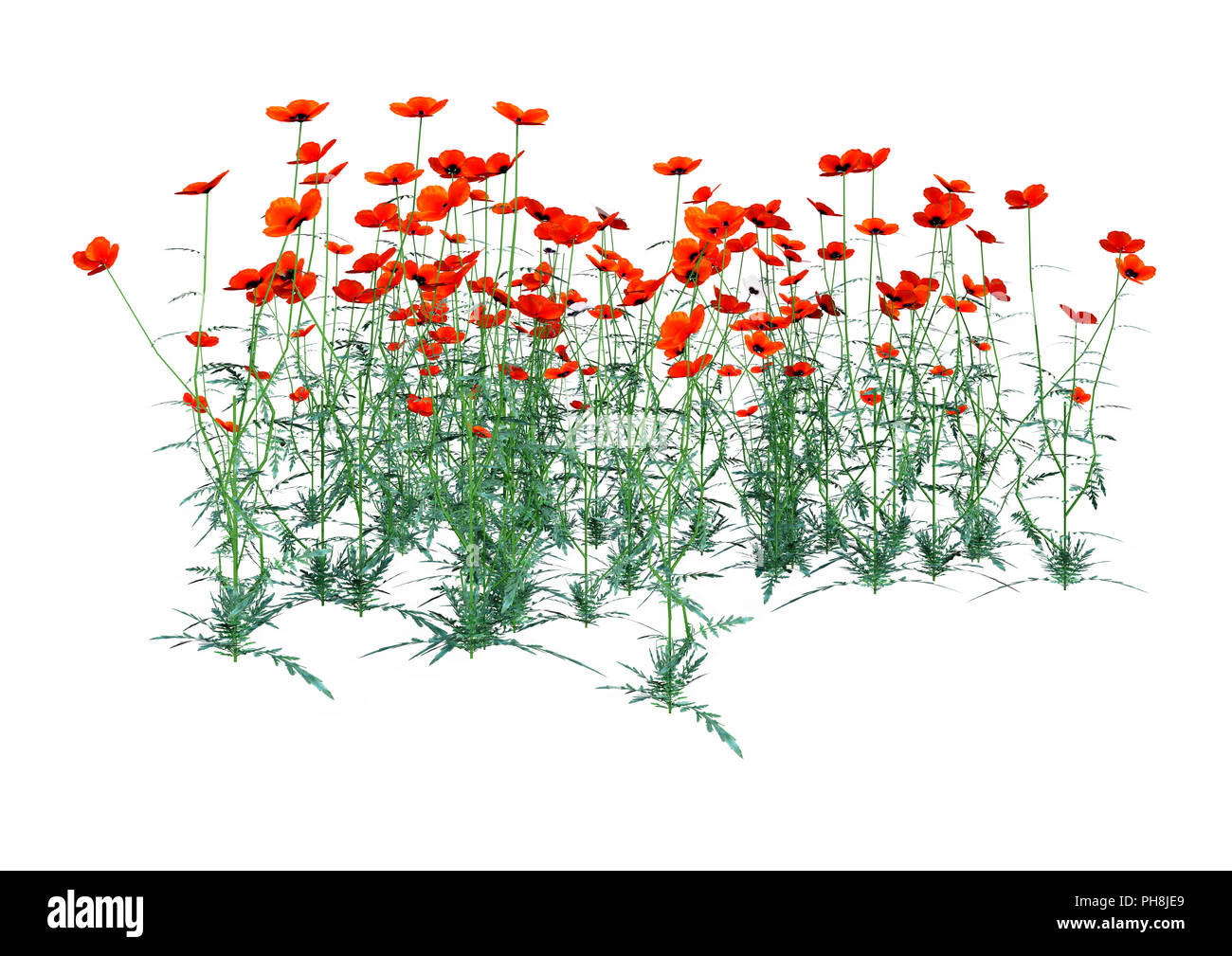 3D rendering of poppy plants with red flowers isolated on white ...