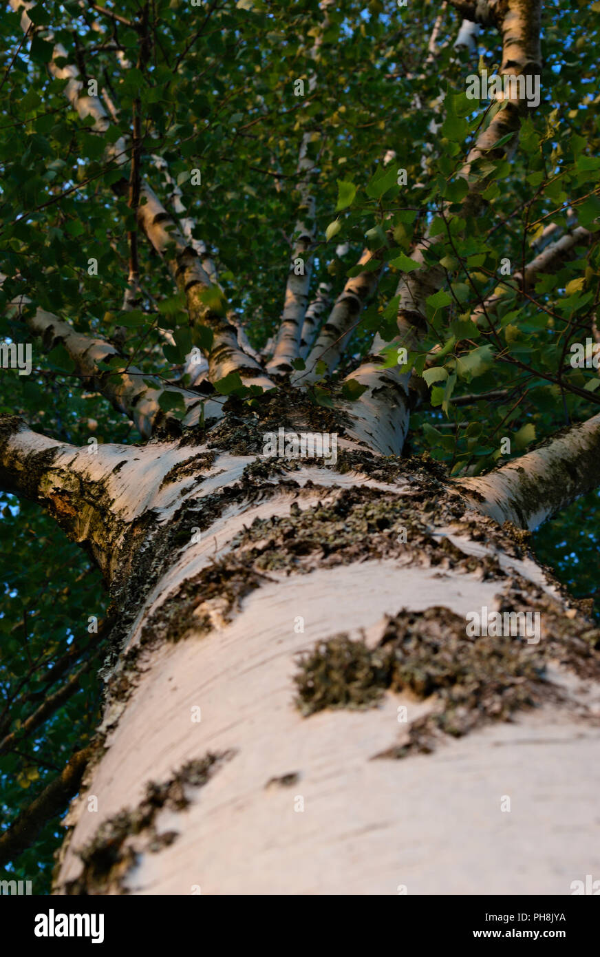 Deep bork hi-res stock photography and images - Alamy