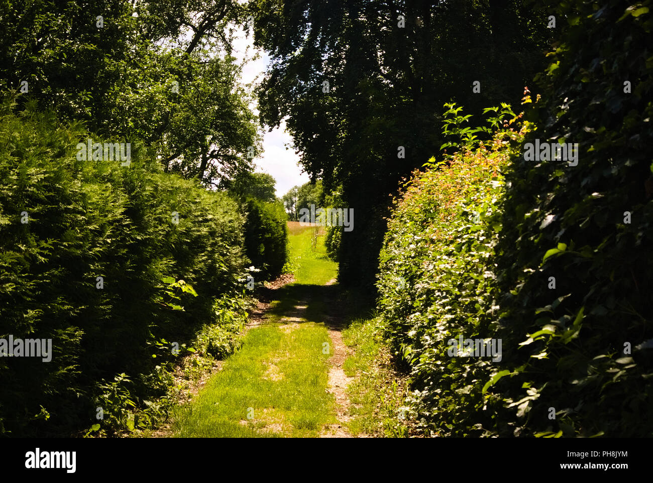 A hidden pathway through green bushes in rural germany. Tree branches ...