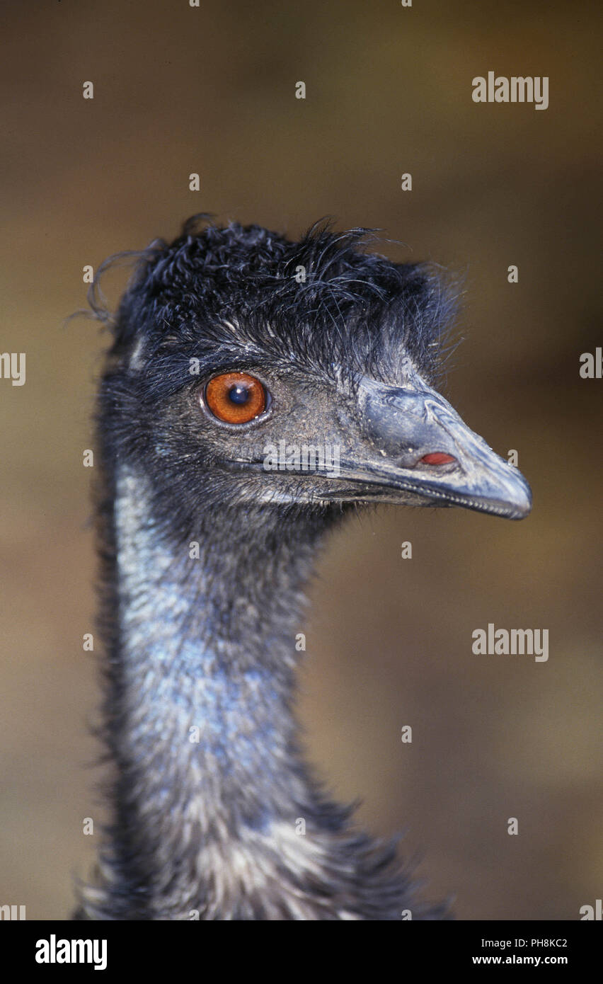 Spotted Emus High Resolution Stock Photography and Images - Alamy