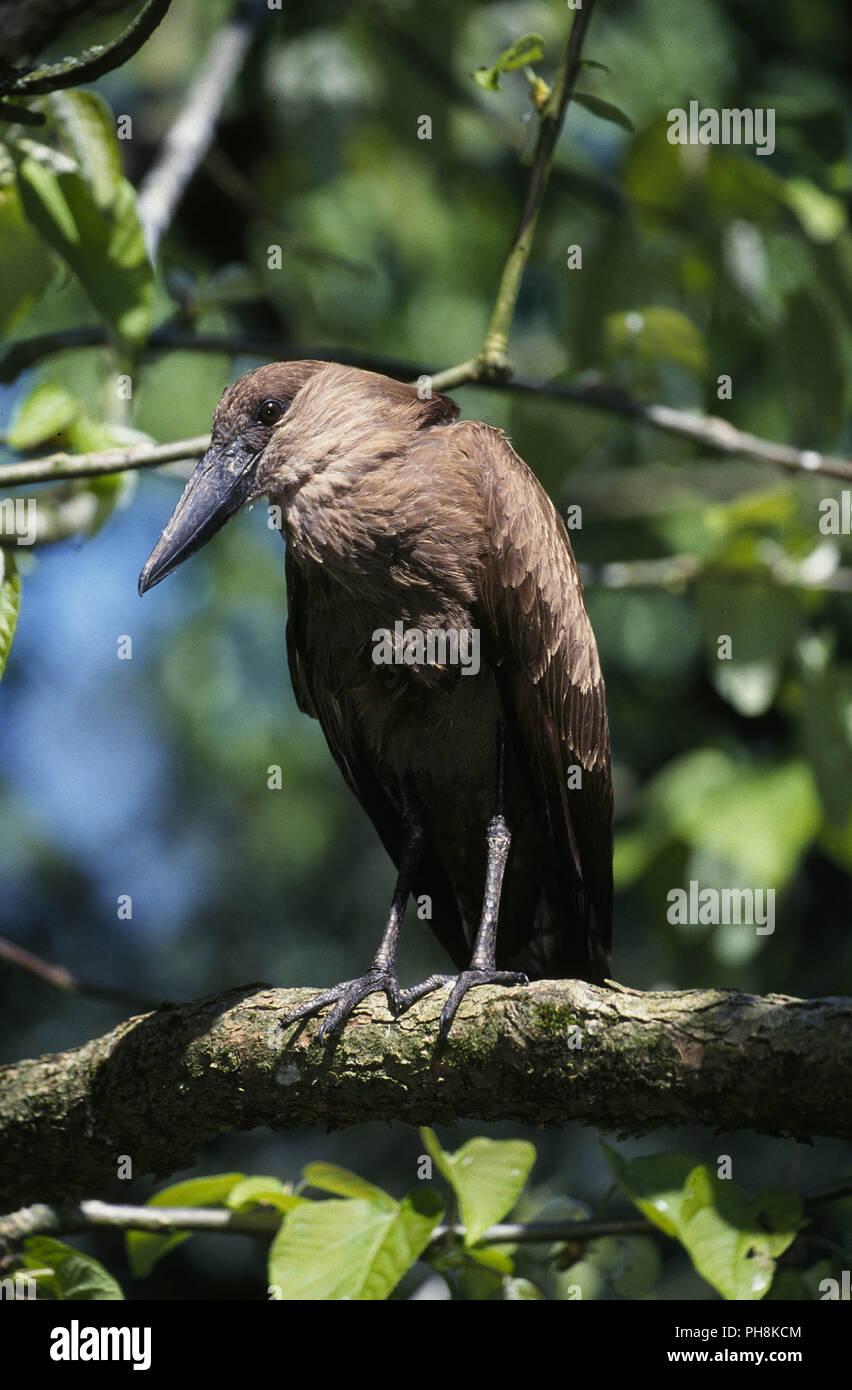 Scopus umbretta umbretta hi-res stock photography and images - Alamy