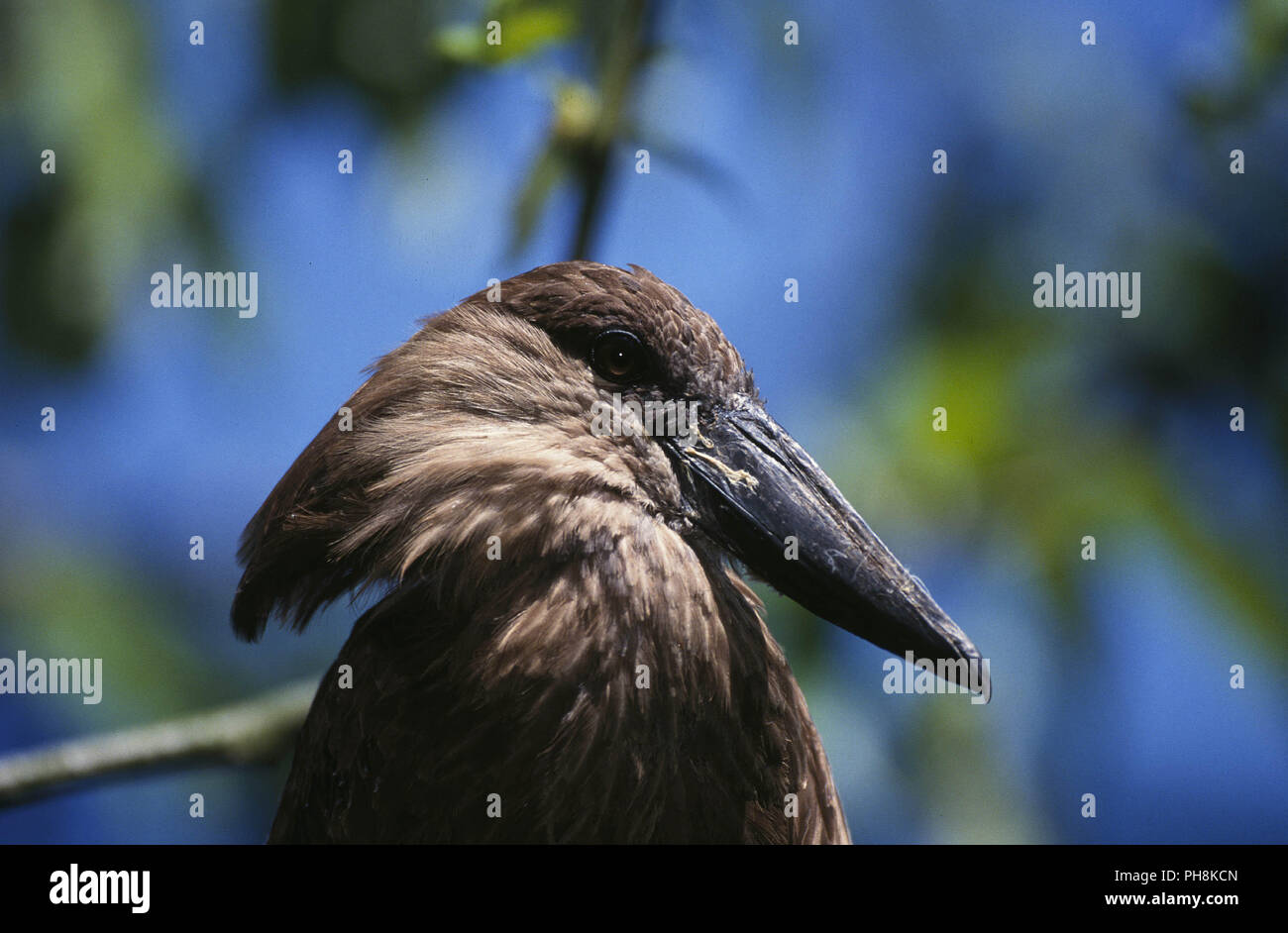 African hammer head bird hi-res stock photography and images - Alamy