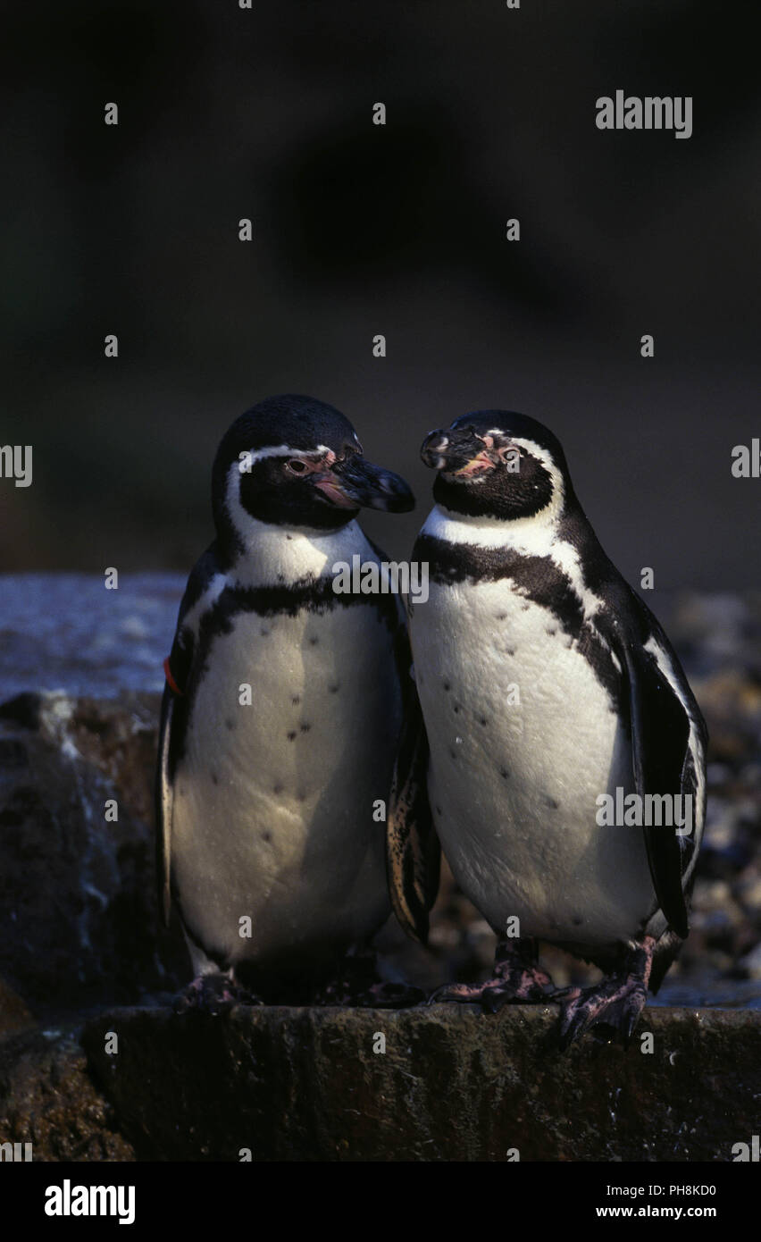 Banded penguin hi-res stock photography and images - Alamy